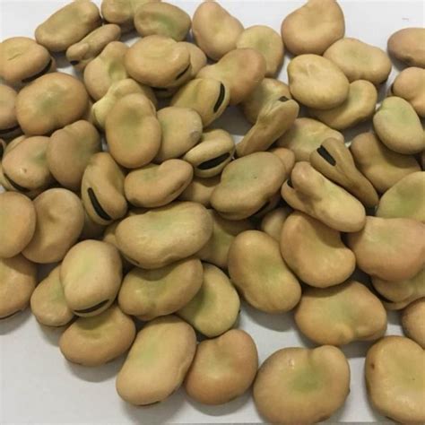 Fava Beans Globecream B V