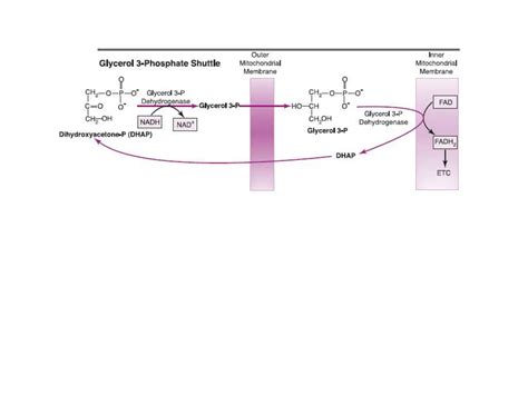 Tca Cycle Citric Acid Cycle Krebs Cycle Pptx