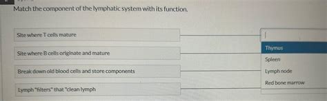 Answered Match The Component Of The Lymphatic System With Its Kunduz