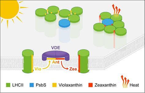 Xanthophyll Cycle