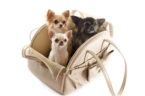 Как перевозить собаку в поезде