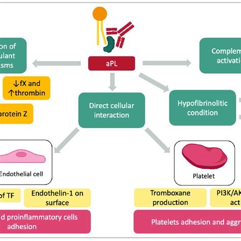 Antiphospholipid Antibodies Apl Prothrombotic Activity Apls Interact Download Scientific