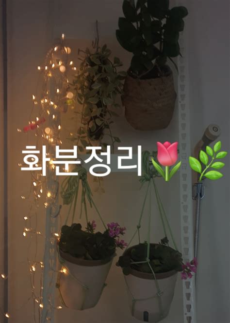 베란다 정원 꾸미기🌷 쉽지않네요 ㅎㅎ 네이버 블로그
