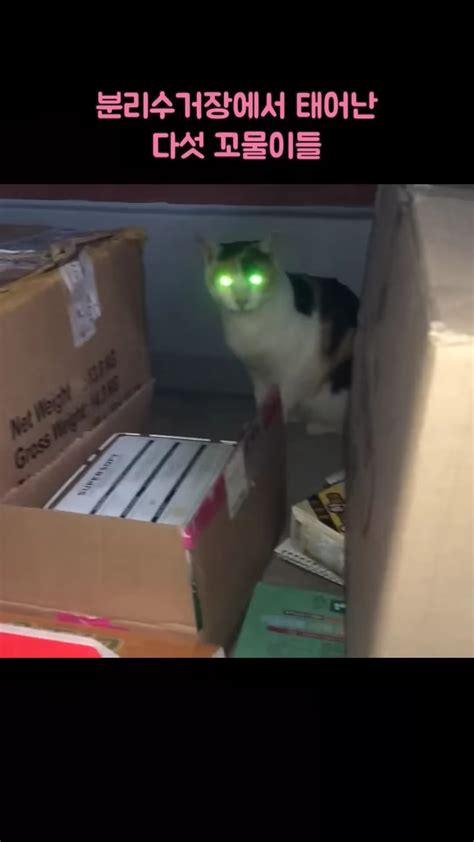 Finding Cats Object Detection Dataset By Daegu