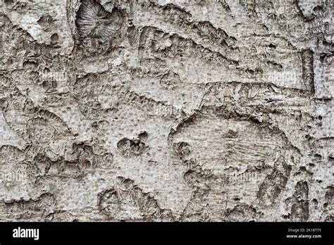 Bark Close Up Patterns Hi Res Stock Photography And Images Alamy
