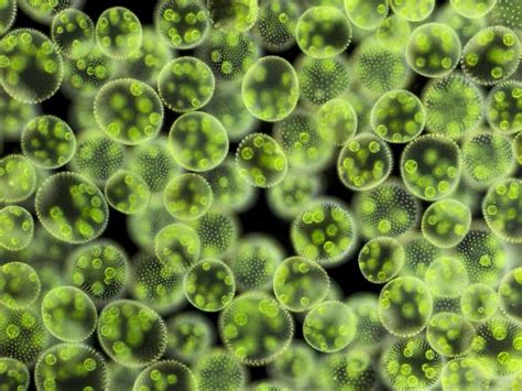 Algae Microscope