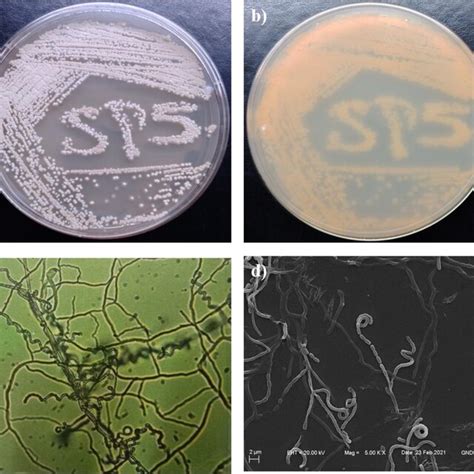 Streptomyces Sp Sp5 Morphological Characteristics A Aerial Mycelium