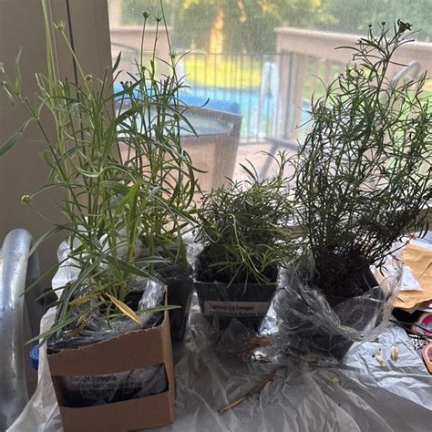 Ruby Muhly Grass Etsy