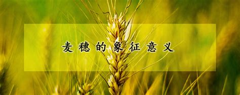 白色郁金香花语是什么意思 发财农业网