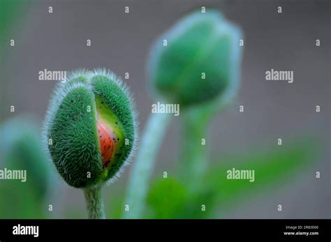 Turkish Poppy Oriental Poppy Papaver Orientale Oriental Poppy