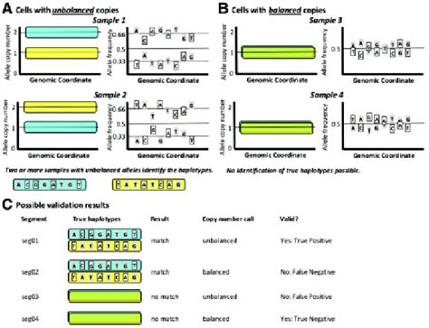 Haplotype Coherency Test A Allele Frequencies In Unbalanced Samples