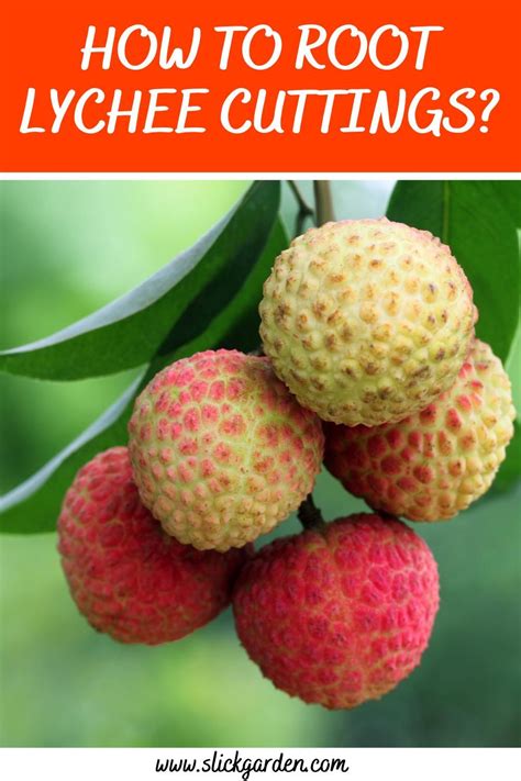 How To Grow Lychee From Cuttings Artofit