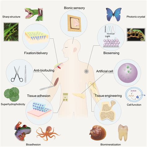 Biomimetic Design Strategies For Biomedical Applications Matter