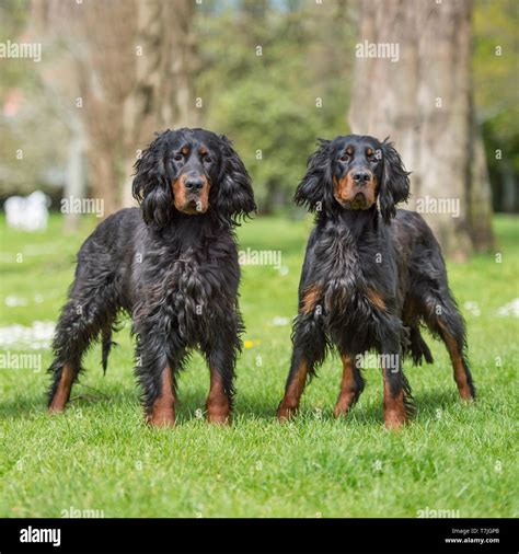 Are Gordon Setters Rare
