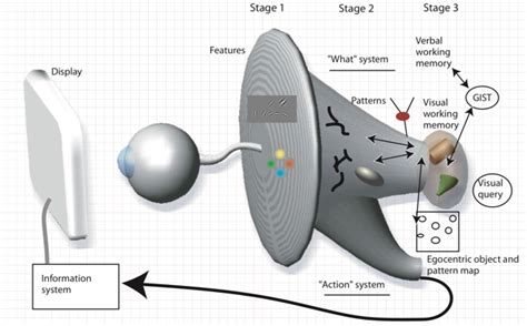 A Three Stage Model Of Human Visual Information Processing 10 Another Download Scientific