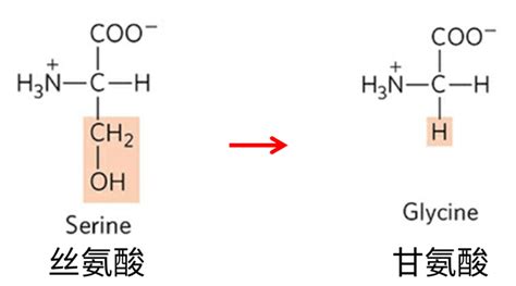 生物化学读书笔记系列（六）甘氨酸 化学空间 Chem Station