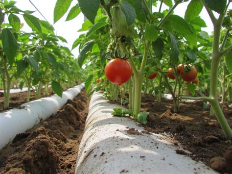 Calcium Supplement Application Adding Calcium To Prevent Blossom End