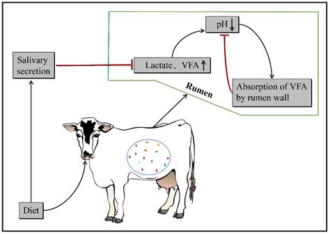 The Role Of Rumen Microbiota And Its Metabolites In Subacute Ruminal