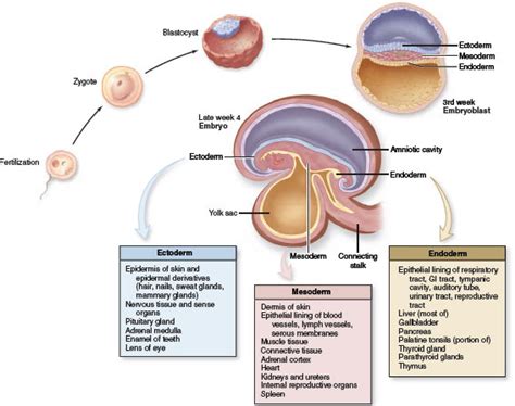 5 13 Primary Germ Layers And Their Derivatives