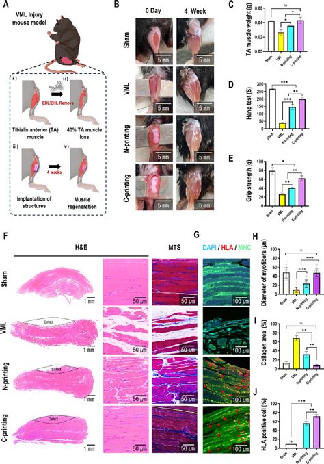 Figure 7 From Fabrication Of Fully Aligned Self Assembled Cell Laden Collagen Filaments For