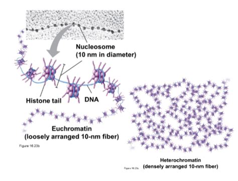 Cell And Molec Lecture Final Flashcards Quizlet