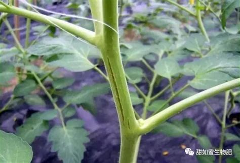 番茄茎秆为什么爱裂 因为缺了它