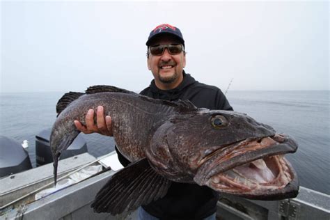 Epic Lingcod Action In The Gulf Of Alaska Pautzke Bait Co