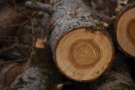 Trunks Trees Wood Free Photo On Pixabay Pixabay Trunks Trees Wood Free Photo On Pixabay Pixabay