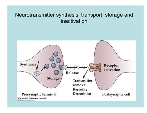 Lecture 9transmitter Synthesis Neurotransmitter Synthesis Transport Storage And Inactivation