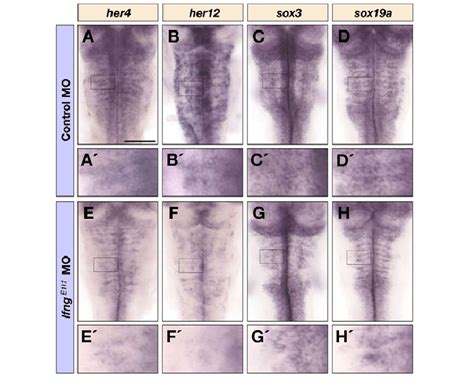 Notch Target Gene And Progenitor Marker Expression Following Lfng Download Scientific Diagram