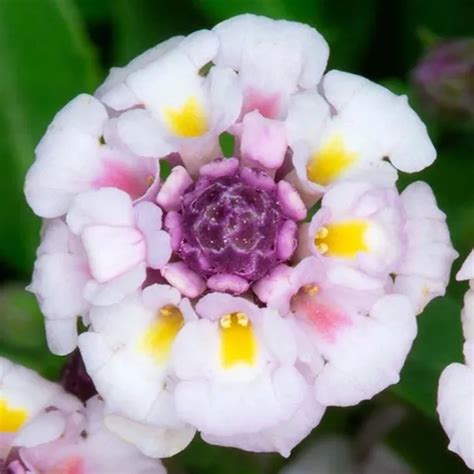 Plant Faqs Phyla Nodiflora