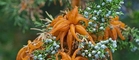 When The Juniper Gets Covered In Orange Goothe Cedar Apple Rust The Meaning Of Water