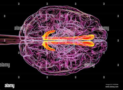 Computer Illustration Of The Human Brain Highlighting The Cingulate