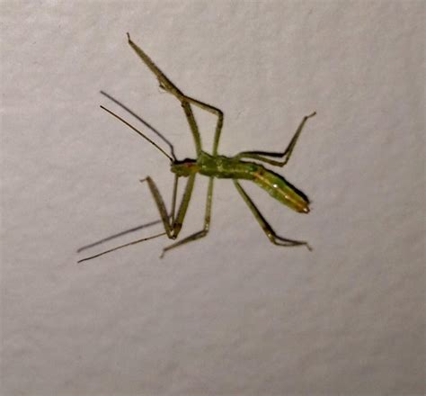 Pic Of A Stickbug I Think Nymph From A Couple Of Years Ago Anyone