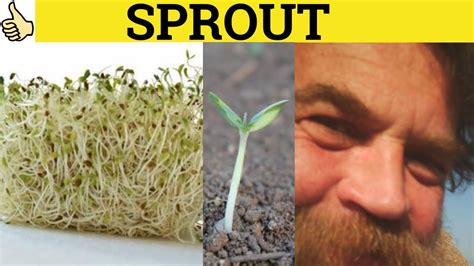 🔵 Sprout Sprout Meaning Sprout Up Examples Bean Sprouts Youtube