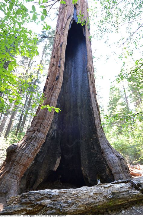 Calaveras Big Trees State Park Famous Redwoods