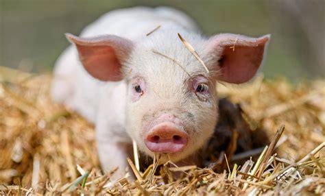 Schweine Lieben Strukturen Vetline