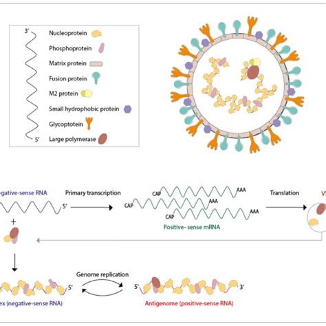 Structure Genetic Material And Replication Cycle Of Human Download Scientific Diagram