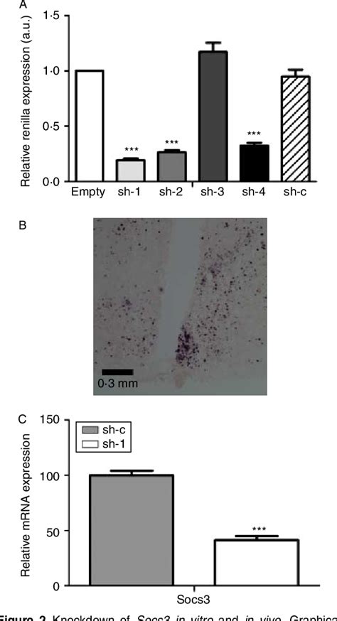 Figure 2 From Suppressor Of Cytokine Signaling 3 Knockdown In The