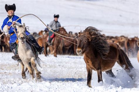 Mongolian Horse