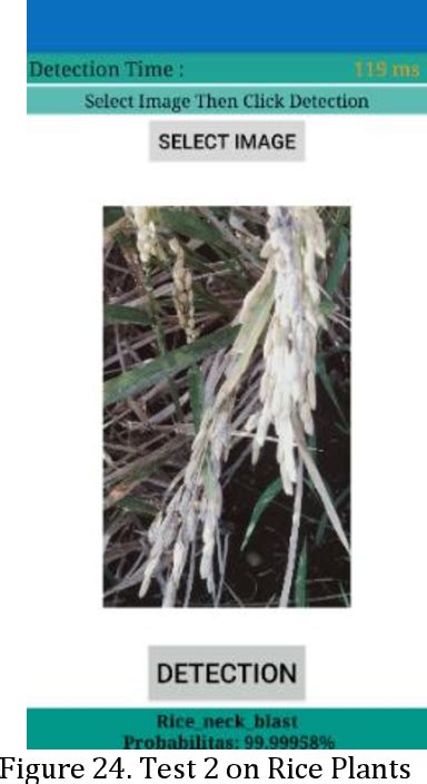 Figure 24 From Disease Detection Of Rice And Chili Based On Image Classification Using