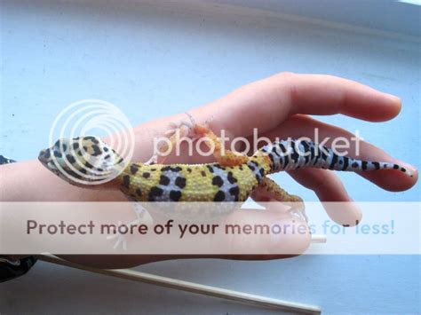 Leopard Gecko Sex Arachnoboards