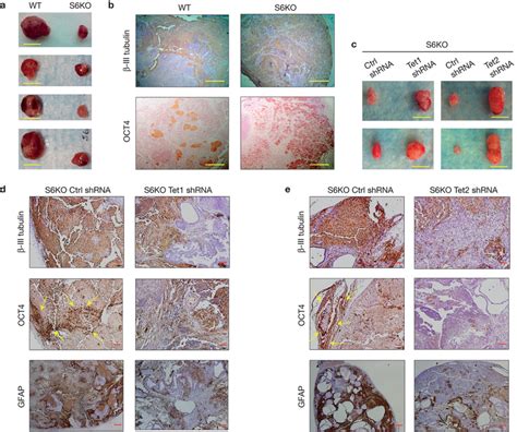 Sirt6 Deficiency Triggers An In Vivo Differentiation Defect In Mouse Download Scientific