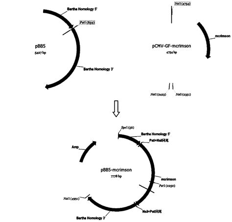 Recombinant Pseudorabies Virus Expressing E2 Crimson And Preparation Method And Application Of