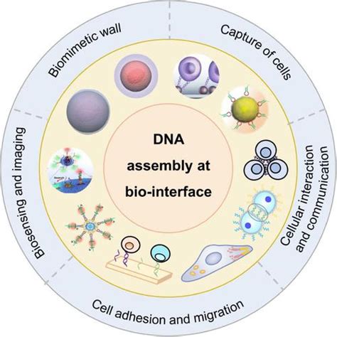生物界面上 Dna 分子的自组装及其在生物医学中的新兴应用 Nano Research X Mol