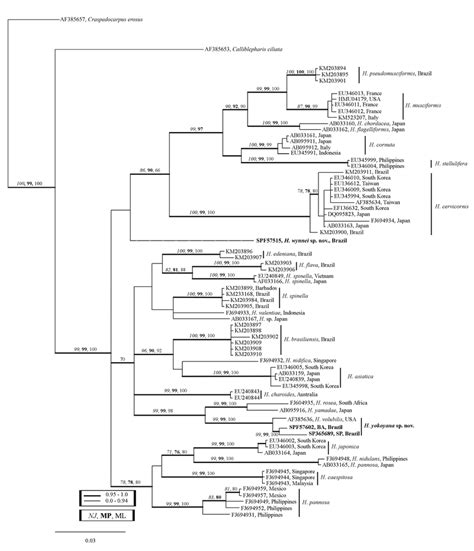 Bayesian Analysis For Rbcl Sequences For Hypnea Species Calliblepharis