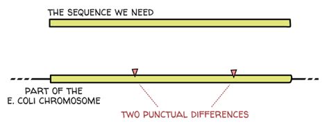 Dna Construction Strategies From Graph Algorithms Bricks And Scissors
