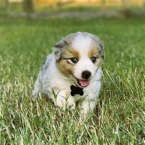 Blue Merle Mini Aussie