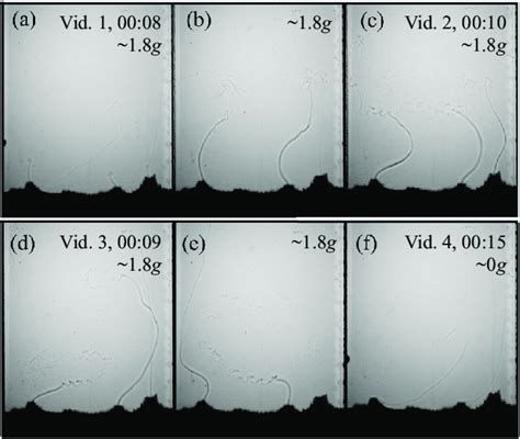 Photographs Of The Evolving Mushy Layer System Featuring Freshwater Download Scientific Diagram