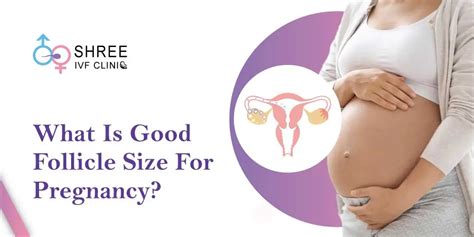 What Is Good Follicle Size For Pregnancy Shree Ivf Clinic